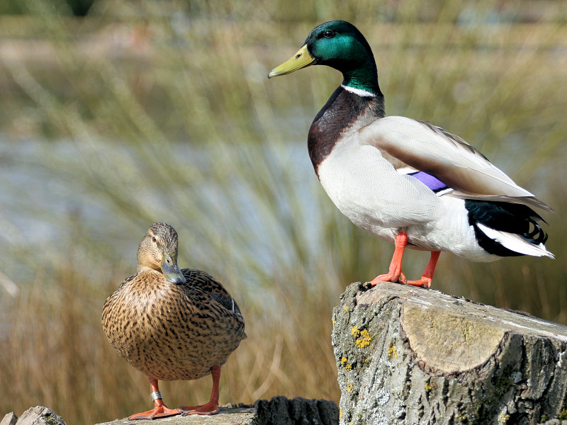 DABBLING DUCK IDENTIFICATION - WWT SLIMBRIDGE