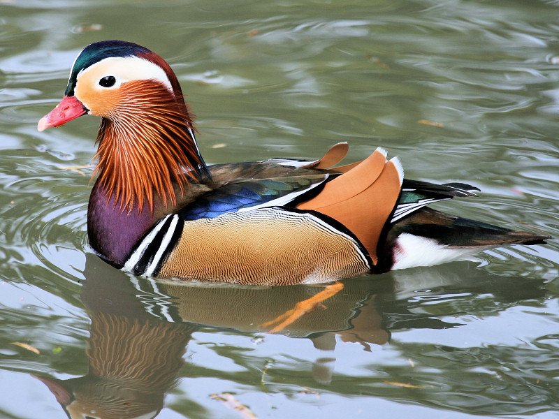 GEESE OF THE WORLD ZONE - WWT SLIMBRIDGE