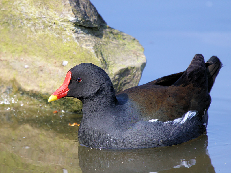 IDENTIFY MOORHEN - WWT SLIMBRIDGE