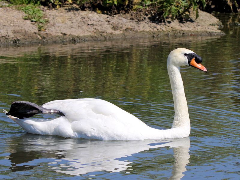 SWAN IDENTIFICATION - WWT SLIMBRIDGE