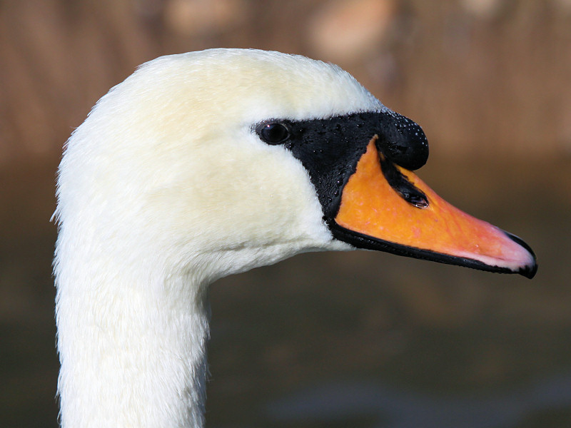 IDENTIFY MUTE SWAN - WWT SLIMBRIDGE