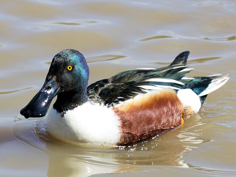 TYPES OF DABBLING DUCK - WWT SLIMBRIDGE