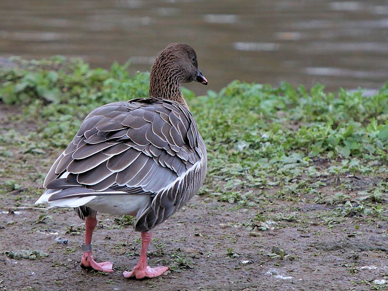 IDENTIFY PINK-FOOTED GOOSE - WWT SLIMBRIDGE
