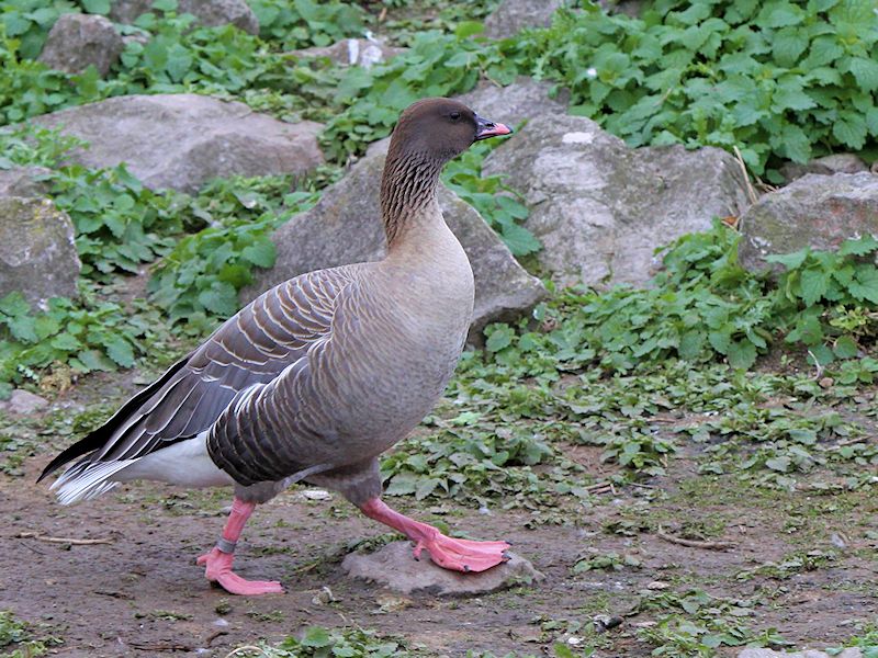 IDENTIFY PINK-FOOTED GOOSE - WWT SLIMBRIDGE