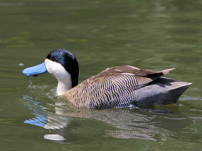 IDENTIFY PUNA TEAL - WWT SLIMBRIDGE