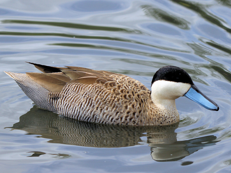 IDENTIFY PUNA TEAL - WWT SLIMBRIDGE