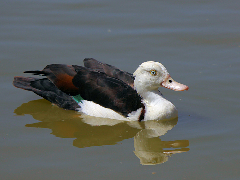 IDENTIFY RADJAH SHELDUCK - WWT SLIMBRIDGE