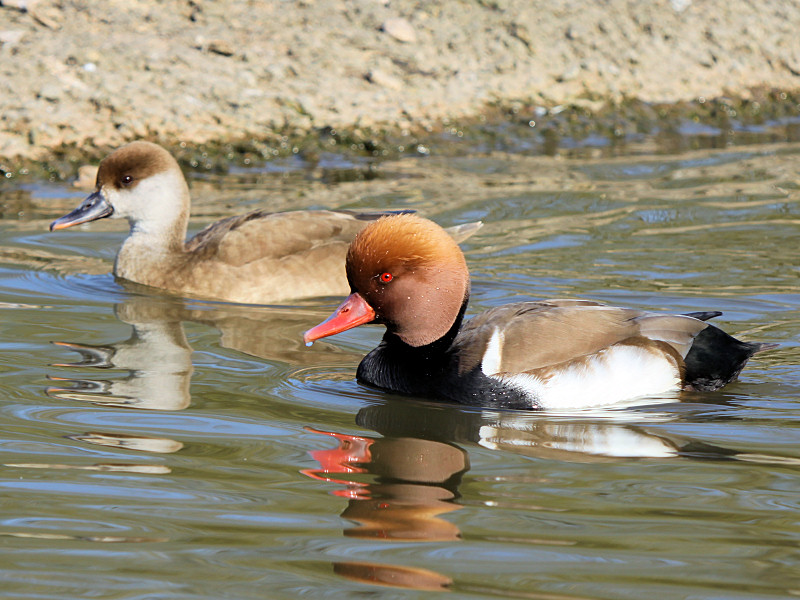 IDENTIFY RED-CRESTED POCHARD - WWT SLIMBRIDGE