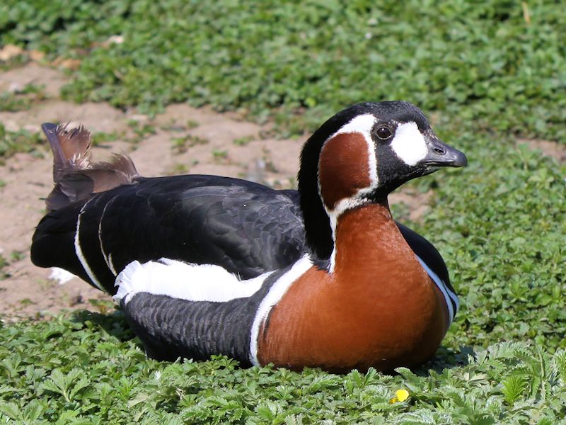 IDENTIFY RED-BREASTED GOOSE - WWT SLIMBRIDGE