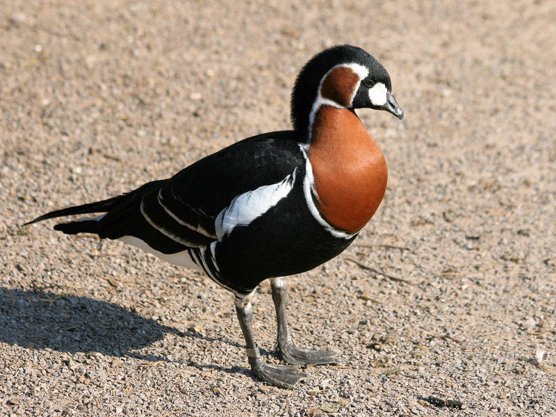 IDENTIFY RED-BREASTED GOOSE - WWT SLIMBRIDGE