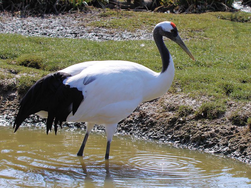 CRANE IDENTIFICATION - WWT SLIMBRIDGE