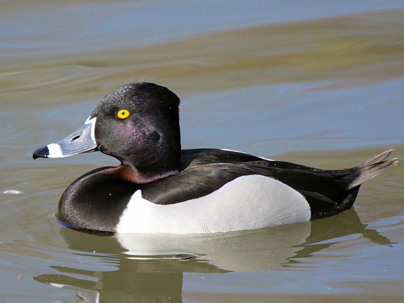 IDENTIFY RING-NECKED DUCK - WWT SLIMBRIDGE