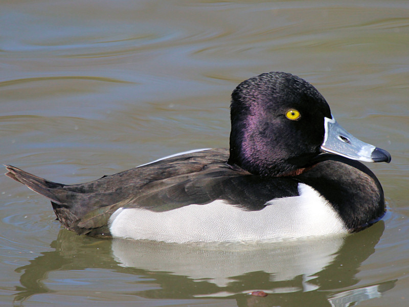 Diving Duck Breeds at William Rohde blog