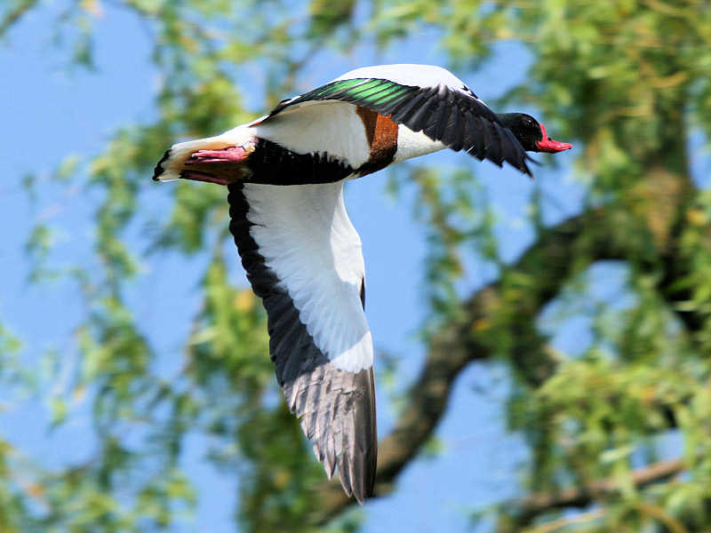 IDENTIFY SHELDUCK - WWT SLIMBRIDGE