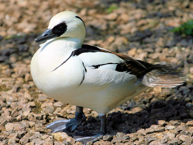IDENTIFY SMEW - WWT SLIMBRIDGE
