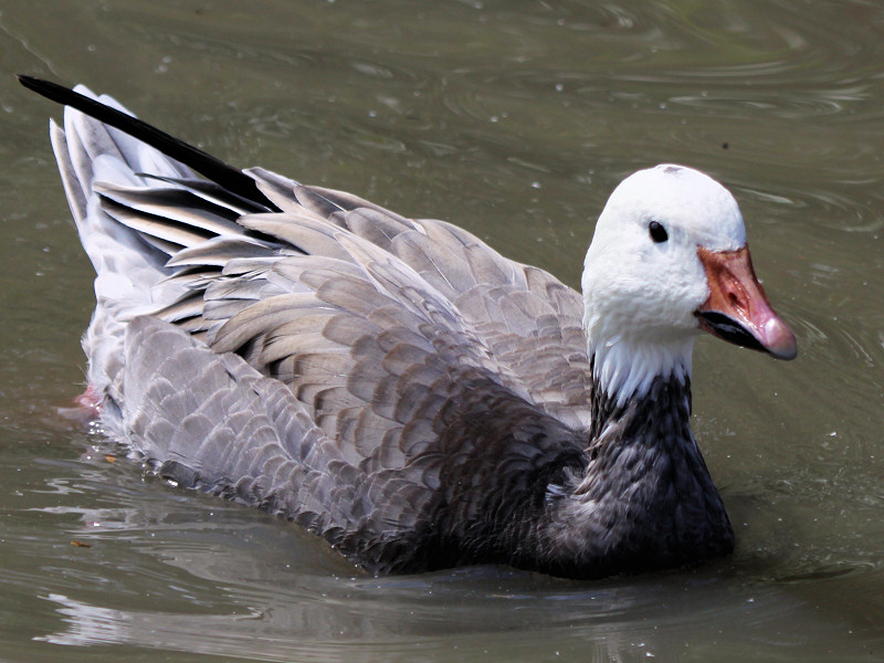 IDENTIFY SNOW GOOSE - WWT SLIMBRIDGE