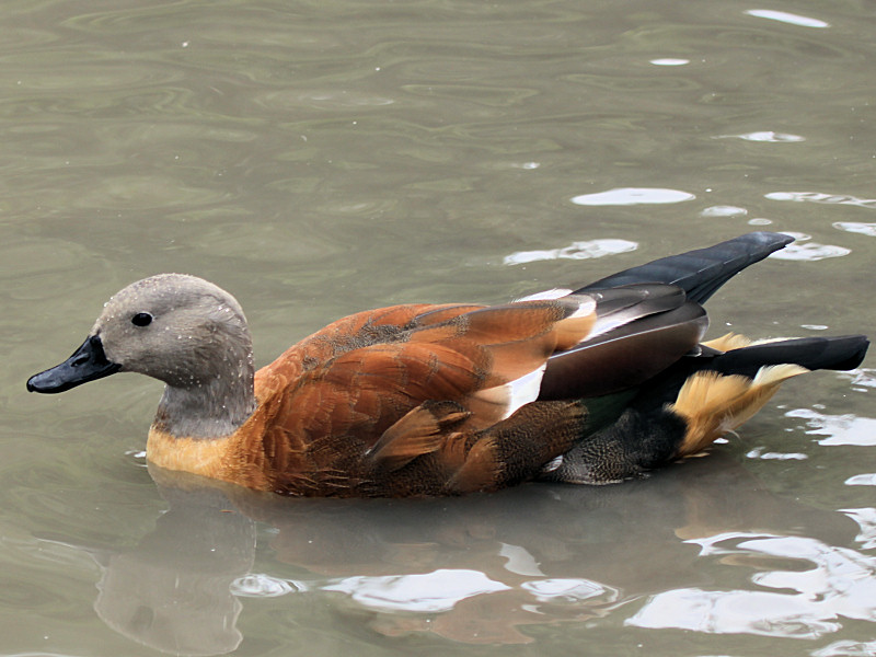 TYPES OF SHELDUCK SPECIES - WWT SLIMBRIDGE