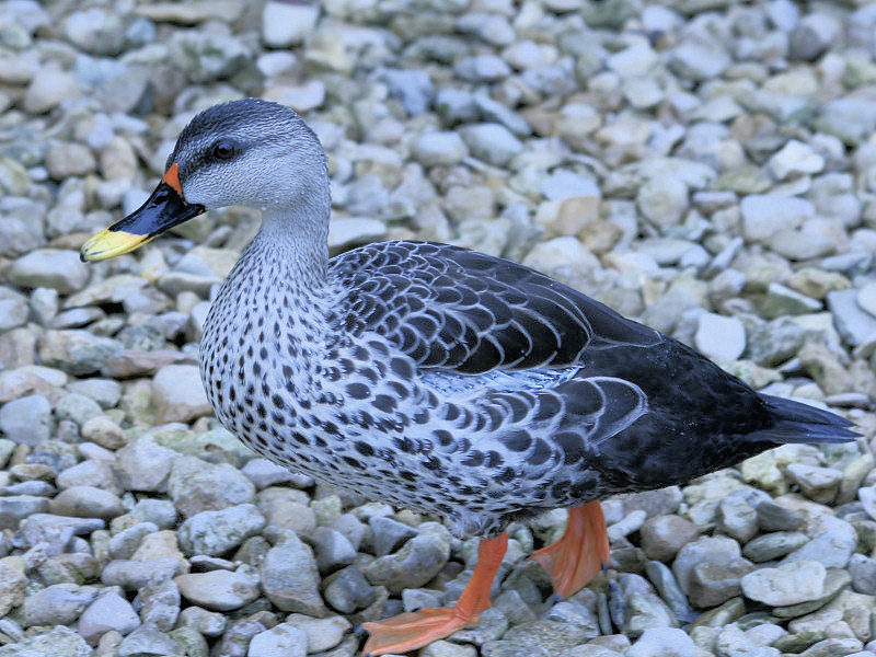 IDENTIFY SPOT-BILLED DUCK - WWT SLIMBRIDGE