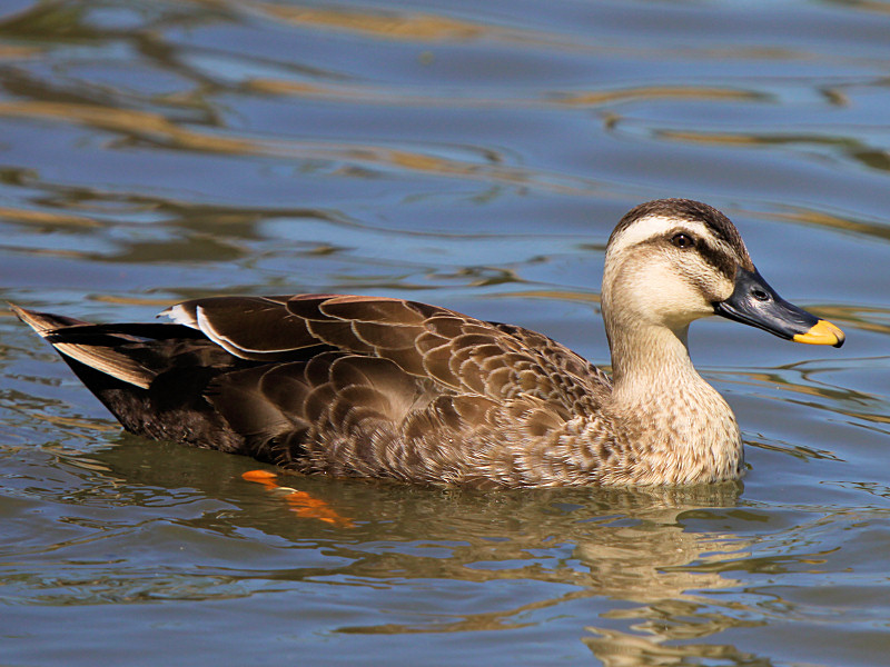 IDENTIFY SPOT-BILLED DUCK - WWT SLIMBRIDGE