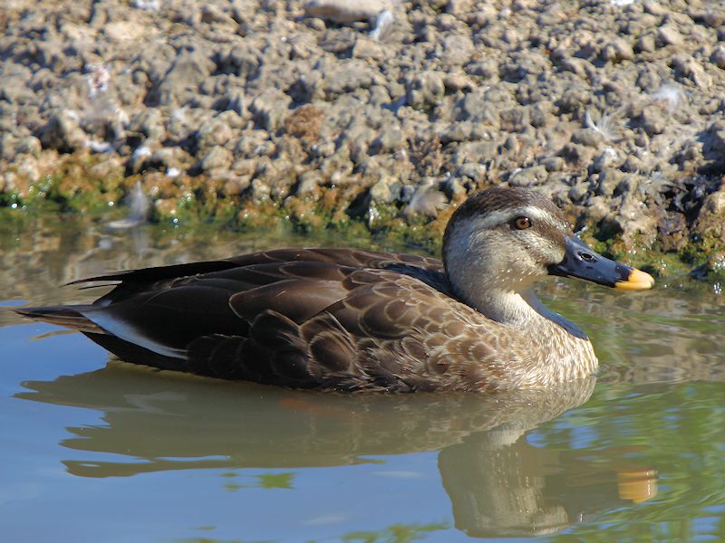 IDENTIFY SPOT-BILLED DUCK - WWT SLIMBRIDGE