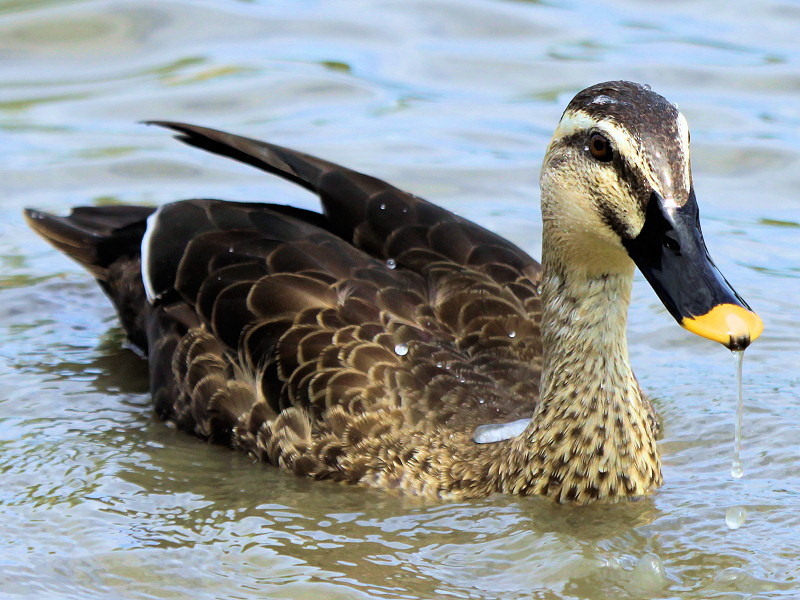 IDENTIFY SPOT-BILLED DUCK - WWT SLIMBRIDGE