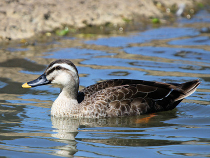 SPOT-BILLED DUCK - WWT SLIMBRIDGE