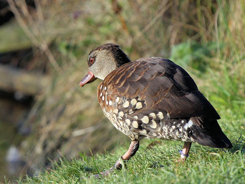 IDENTIFY SPOTTED WHISTLING DUCK - WWT SLIMBRIDGE