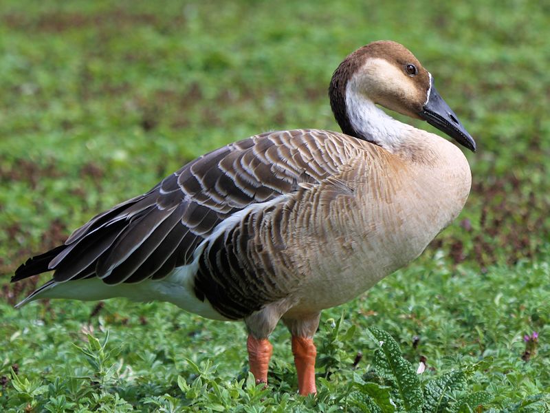 IDENTIFY SWAN GOOSE - WWT SLIMBRIDGE