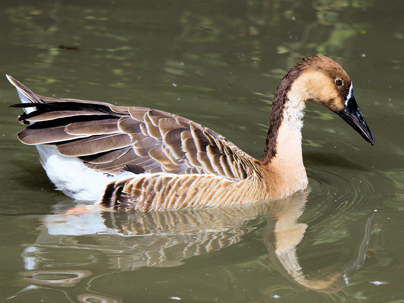 GEESE IDENTIFICATION - WWT SLIMBRIDGE