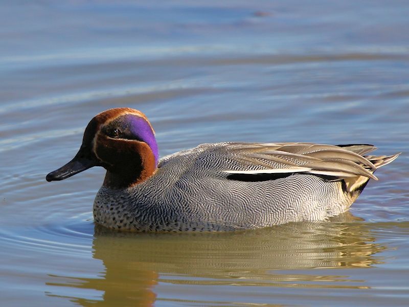 IDENTIFY EURASIAN TEAL - WWT SLIMBRIDGE