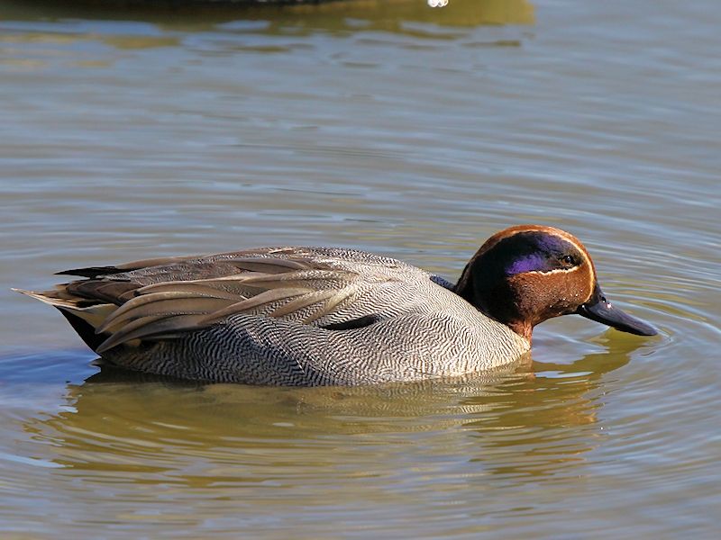IDENTIFY EURASIAN TEAL - WWT SLIMBRIDGE