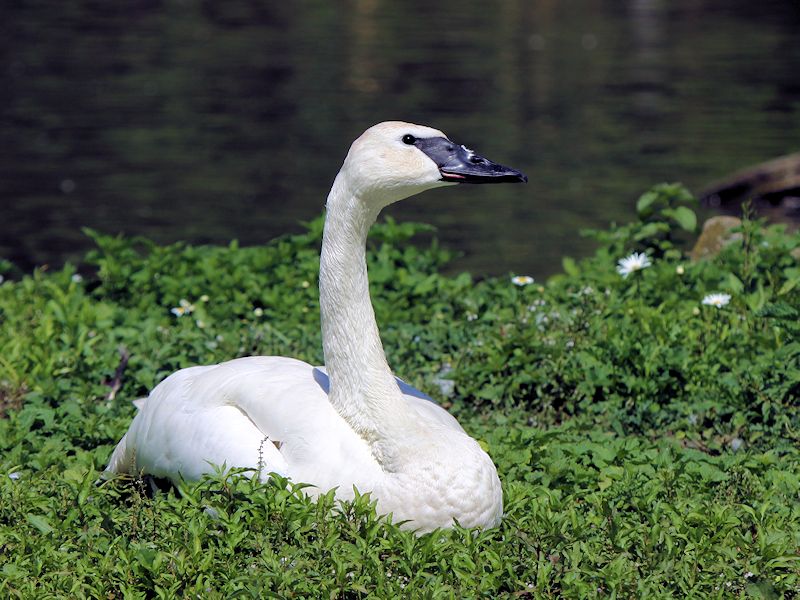 IDENTIFY TRUMPETER SWAN - WWT SLIMBRIDGE