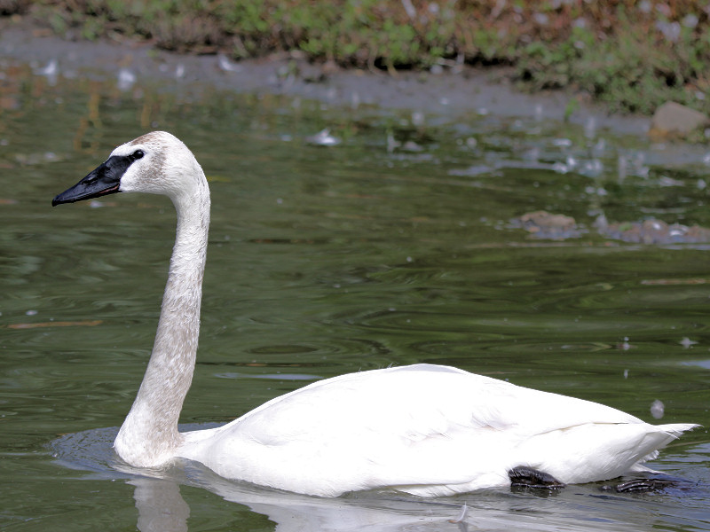 TYPES OF SWAN SPECIES - WWT SLIMBRIDGE
