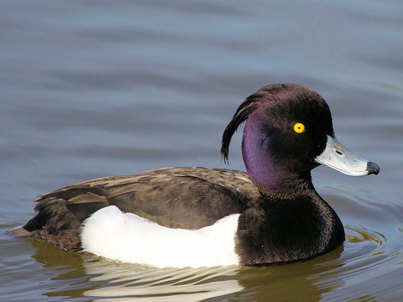 IDENTIFY TUFTED DUCK - WWT SLIMBRIDGE