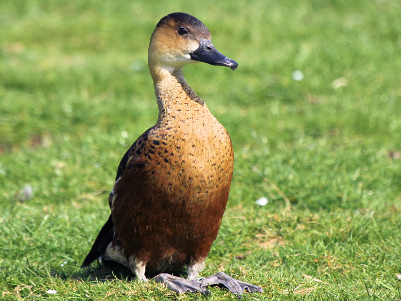 Wandering whistling duck - Alchetron, the free social encyclopedia