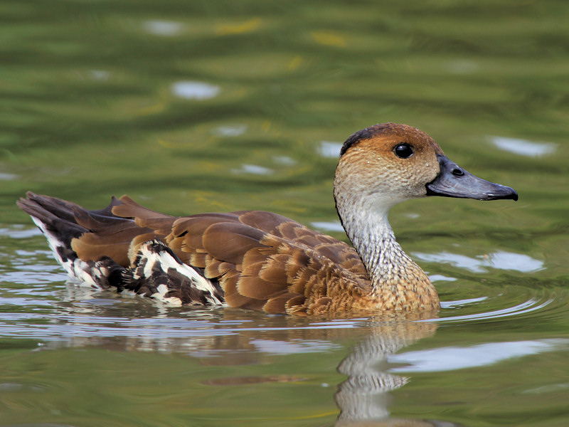 TYPES OF WHISTLING DUCK SPECIES - WWT SLIMBRIDGE