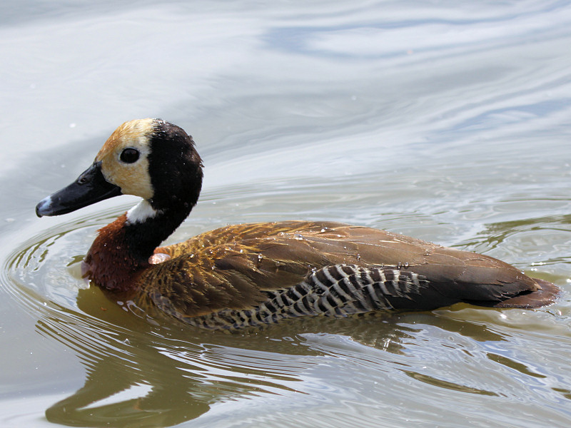 IDENTIFY WHITE-FACED WHISTLING DUCK - WWT SLIMBRIDGE