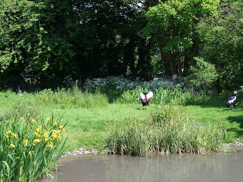 LESSER FLAMINGO ZONE - WWT SLIMBRIDGE